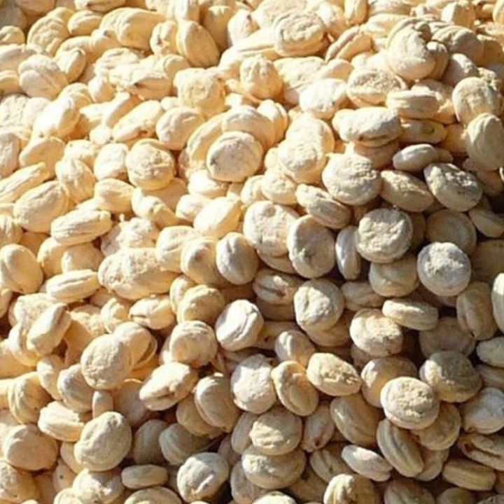 Ginseng seed granules are plump and easy to grow Ginseng seeds, ginseng ...