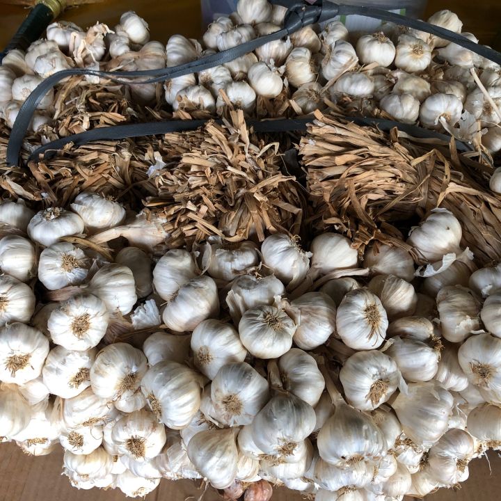 Native garlic of ilocos | Lazada PH