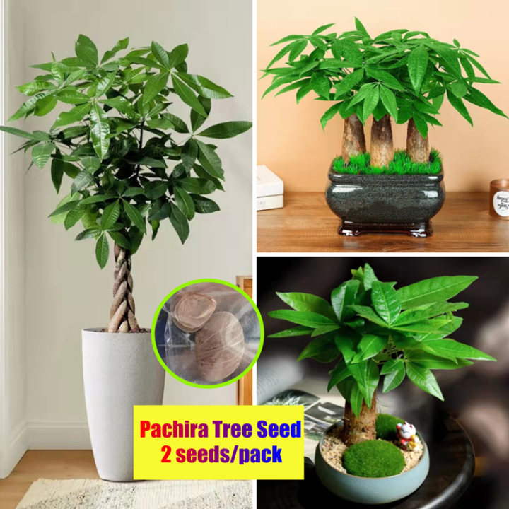 [Easy To Grow In] 50 Seeds/pack Pachira Tree Seeds Bonsai Seeds for ...