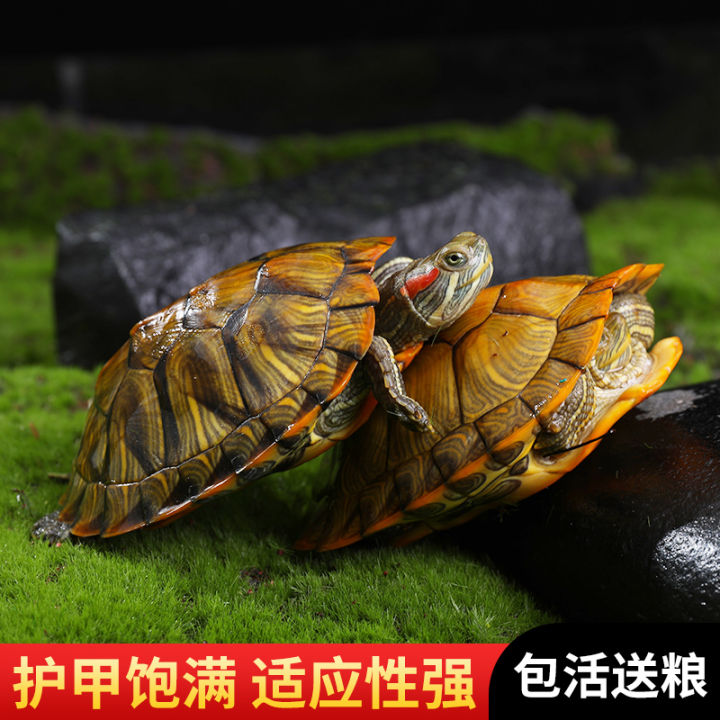 Turtle Live Lucky Golden Turtle Brazilian Turtle Live Pet Turtle Watch ...