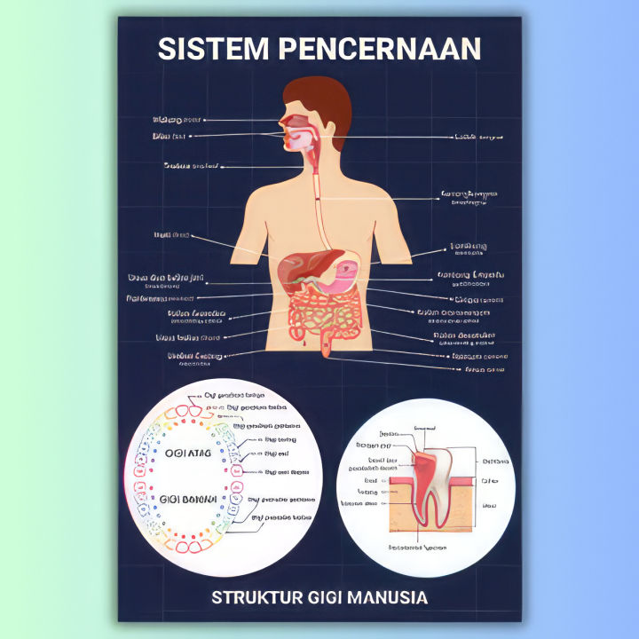 Poster SISTEM PENCERNAAN TUBUH MANUSIA Edukasi Sekolah Pendidikan Anak TK PAUD SD | Lazada Indonesia
