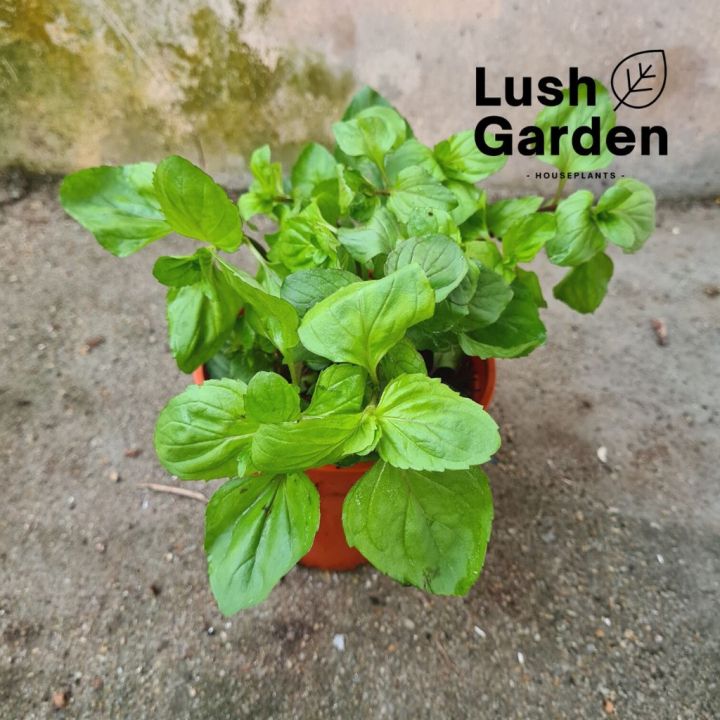 Australia Mint / Mentha Australis / 澳洲薄荷 150mm Pot Herb Edible Live ...