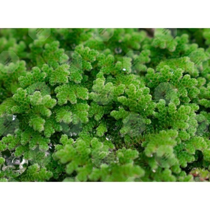 Azolla Microphylla Tumbuhan Air Makanan Ikan Tinggi Protein (Azola ...