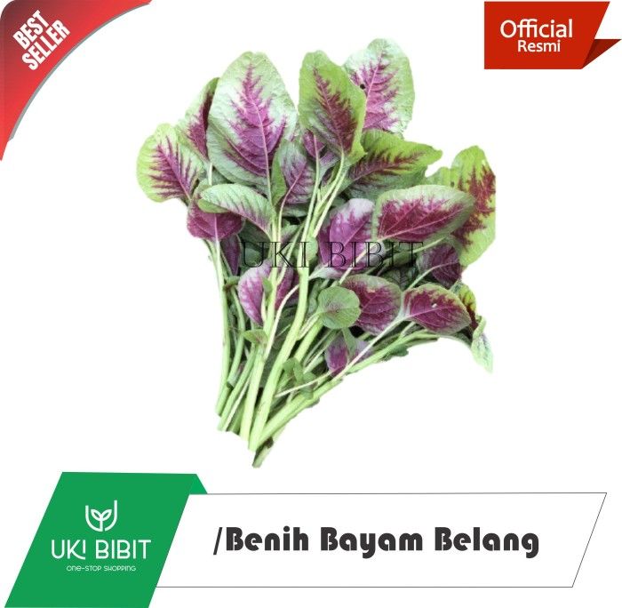 ( 650 Butir ) Benih Bayam Belang | Bayam Tutul | Bayam Batik | Bayam ...