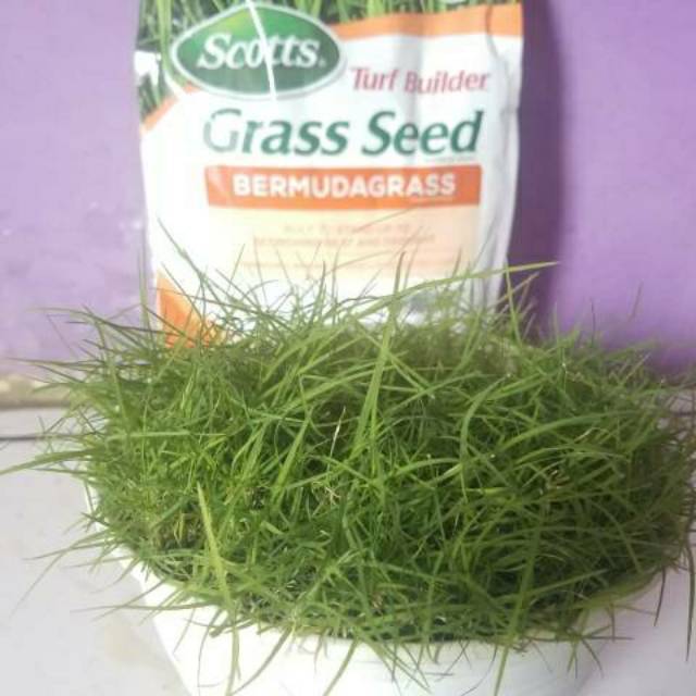benih biji rumput jepang 100gram kemasan re pack | Lazada Indonesia