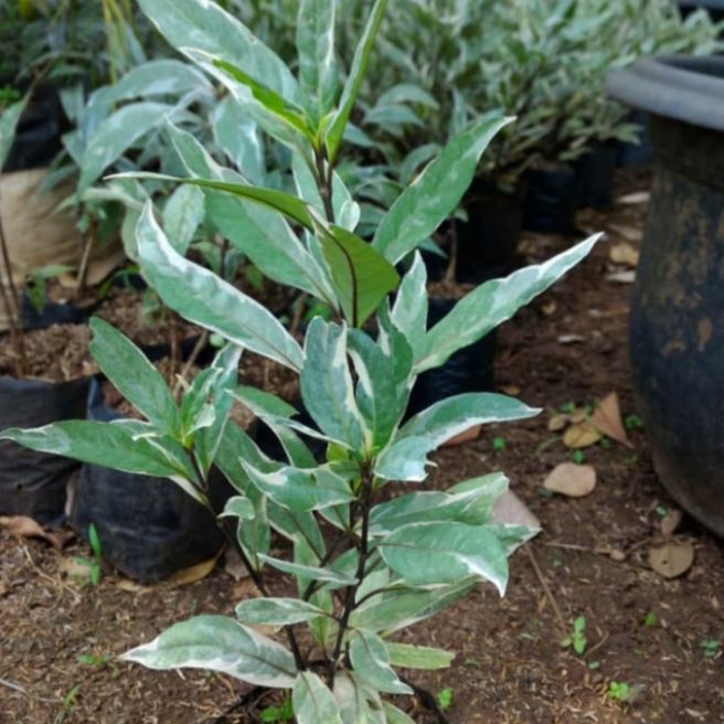 tanaman hias gandarusa putih / bibit tanaman gandarusa | Lazada Indonesia