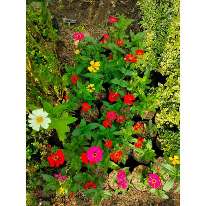 Tanaman Hias BUNGA ZINIA - Bunga Kertas Sudah Berbunga - Pohon Hidup ...