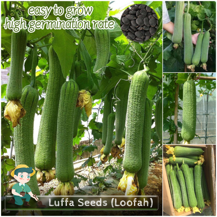[Easy to grow in Philippines] High Yield Long Luffa Seeds Vegetable ...