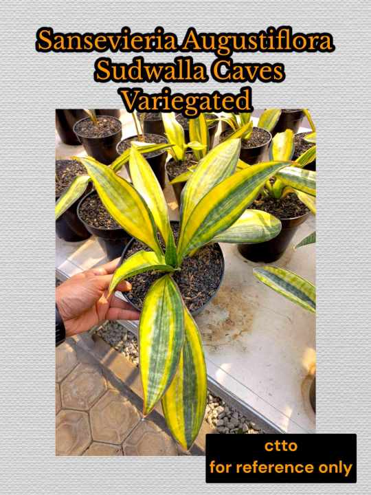 Augustiflora Sudwalla Caves Variegated/ Orange Petiole Sanse. | Lazada PH