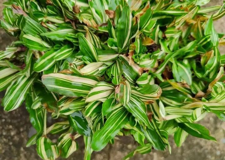 Frog Grass/Blue Grass/Carabao Grass/Peanut Grass/Bermuda Grass ...