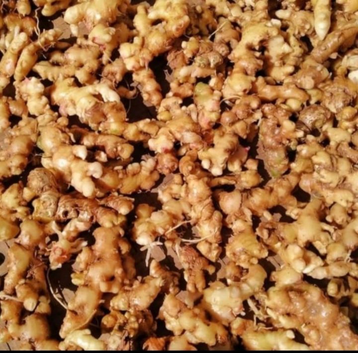 Jahe Emprit Segar 1kg | Lazada Indonesia Jahe Emprit Segar 1kg | Lazada Indonesia