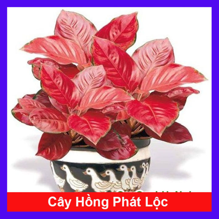 Cây cảnh mini - Cây Vạn Lộc Đỏ - Cây Hồng Phát Lộc | Lazada.vn