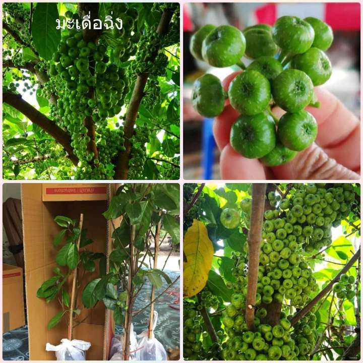 ต้นมะเดื่อฉิ่ง มะเดื่อชุมพร ต้นแข็งแรงพร้อมปลูก ขนาด40-50เซนฯ มะเดื่อ ...