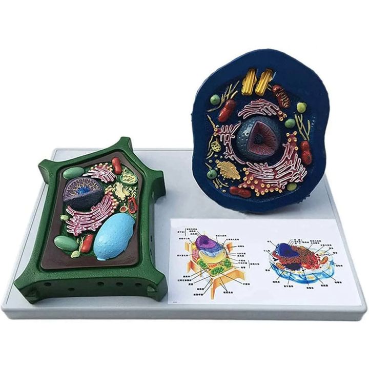 Animal And Plant Cell Model Microstructure Anatomical Model Middle ...
