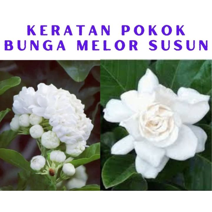 1 Keratan Batang Pokok Bunga Melor Susun/Pokok Bunga/Keratan Pokok | Lazada