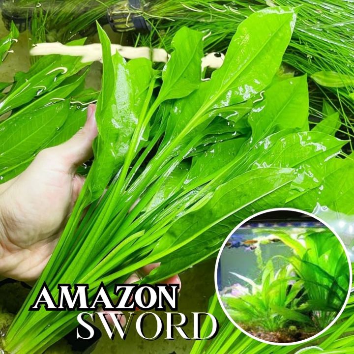 Amazon Sword [sold per 5 Bulbs] - Low Tech Aquatic Plants | Lazada PH