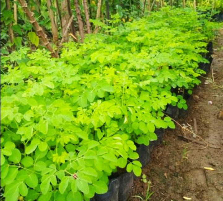 High Quality FRESH INDIA'S 10‘’ MEDICATION MORINGA PLANT / ANAK POKOK ...