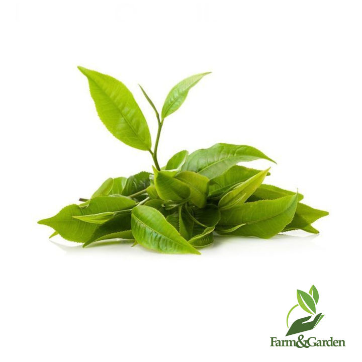 Green Tea Seeds - 5 pcs per pack | Lazada PH