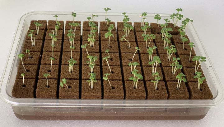 GrowFoam Seed Germination Solution Kit with Foam (Seed Planting Box ...