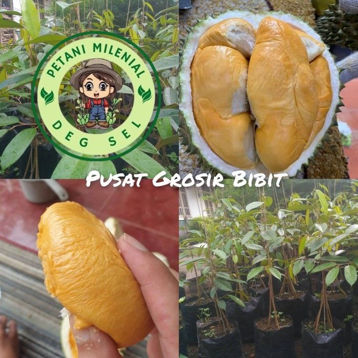 Bibit durian duri hitam kaki 3 - durian ochee | Lazada Indonesia