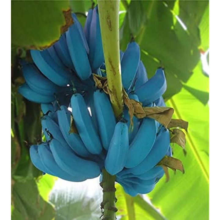 Blue Banana Fruit Seeds | Lazada PH