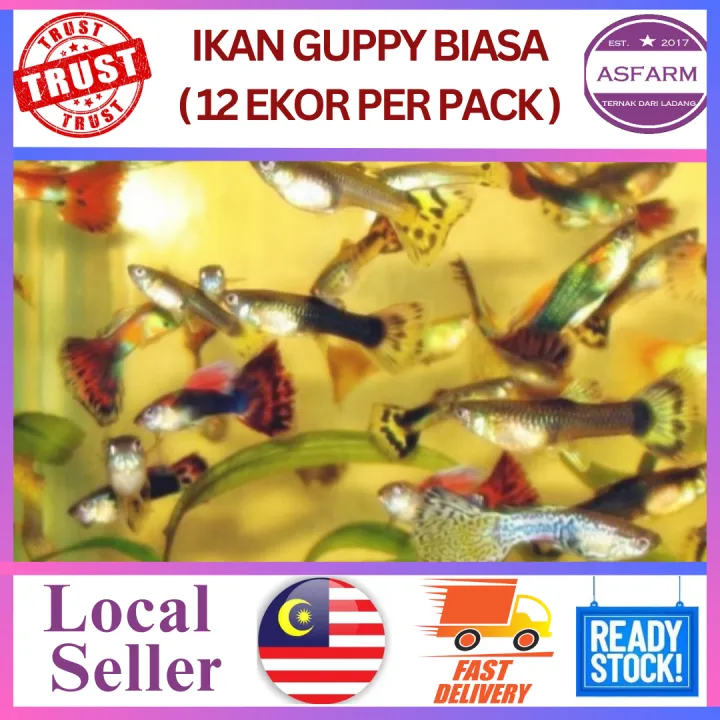 Guppy Fish Biasa ( 12 ekor per pack ) | Lazada