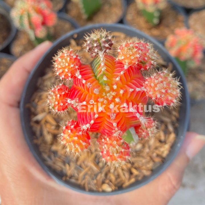 Gymno Tricolour BONUS Pot | Lazada Indonesia
