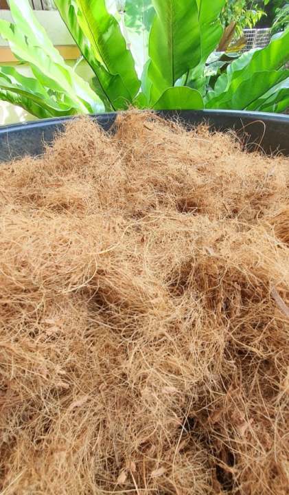 Coco Fiber (1kg) - Php30 | Lazada PH