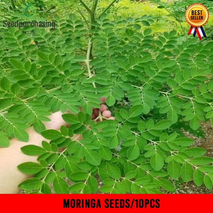 Bonsai Moringa Tree Plant Seeds (10 Seed) Malunggay for Planting Vegetable Plants | Lazada PH