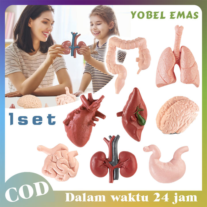 8 PCS Organ Tubuh Manusia Mainan Montessori Anak Simulasi Organ Tubuh ...