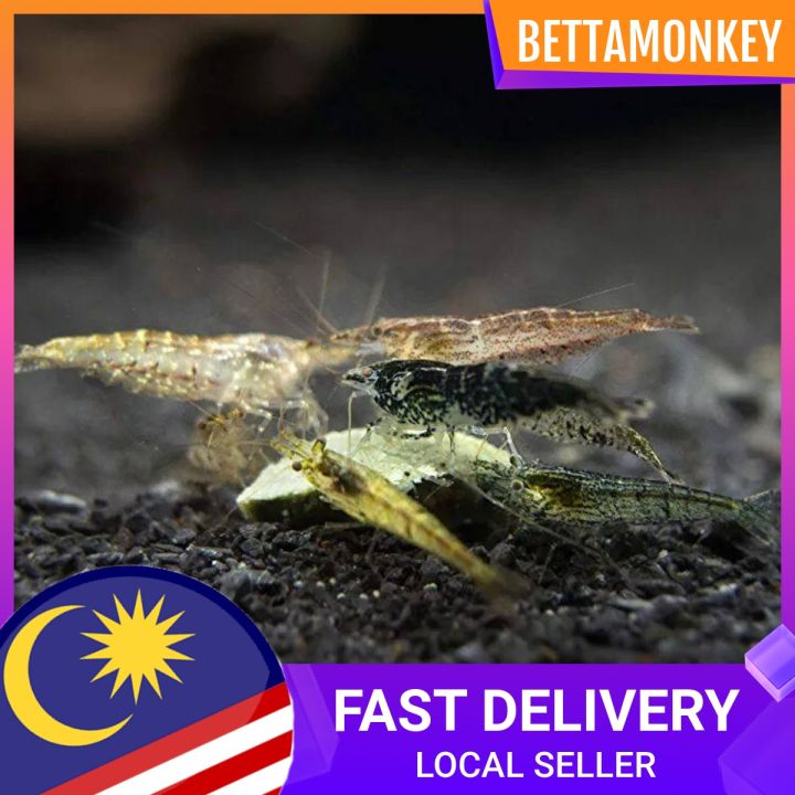 Wild Form Neocaridina Shrimp 10/20Pcs | Lazada