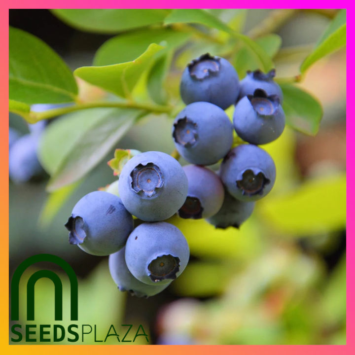 SeedsPLAZA - Blueberry Seeds (5 Seed) for Planting Fruit Plants ...
