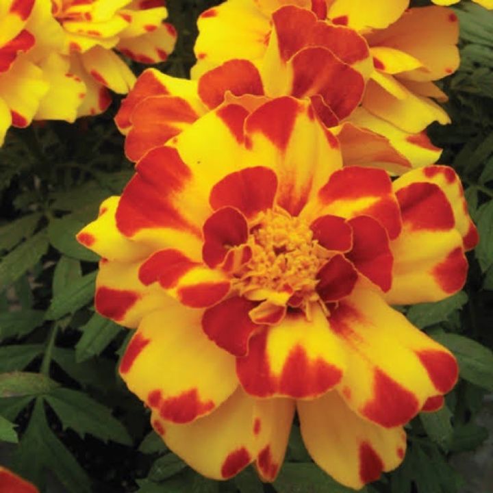 เมล็ดพันธุ์ ดาวเรือง ฝรั่งเศส ชิคาโก้ไฟร์ (Chicago Fire Marigold ...
