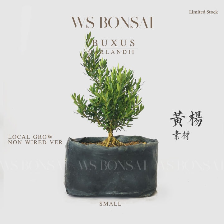 Buxus Sapling in Polybag Kayu Buruk 黄杨 Bonsai | Lazada