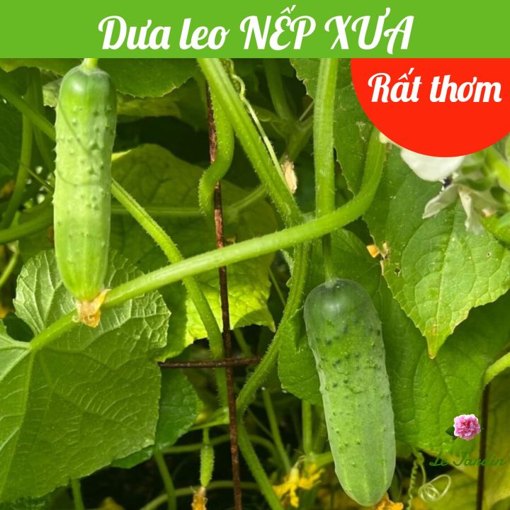 Hạt giống Dưa Leo lai F1 NẾP XƯA gói 10 hạt | Lazada.vn