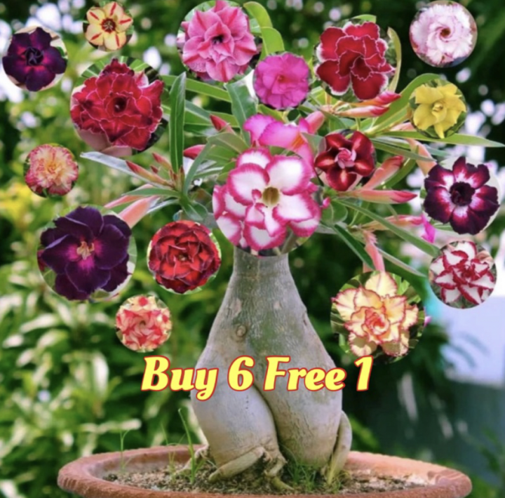 Anak Pokok Bunga Kemboja Thai / Adenium Thai Real Live Plant | Lazada