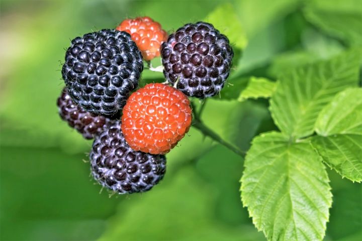 BLACK RASPBERRY Rubus Leucodermis Fruit Bush Vine SeedsEdible fruit ...