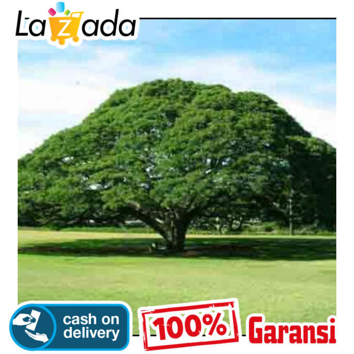 10 Bibit Pohon Trembesi Albasia Saman Dmâ | Lazada Indonesia