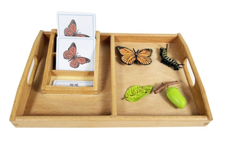 Montessori Language Teaching Aids Family Kindergarten Frog Butterfly ... Montessori Language Teaching Aids Family Kindergarten Frog Butterfly ...