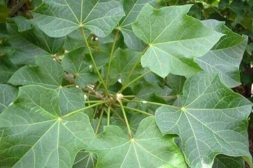 daun jarak 20 lembar daun obat herbal | Lazada Indonesia