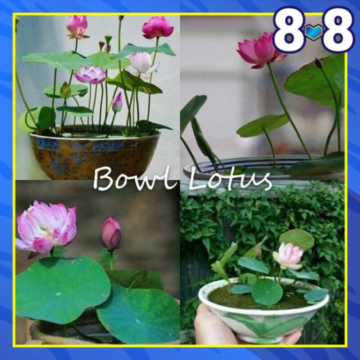 Pot Lotus Flower Seeds Mix Colour Bowl Lotus / Water Lily Mini Lotus ...