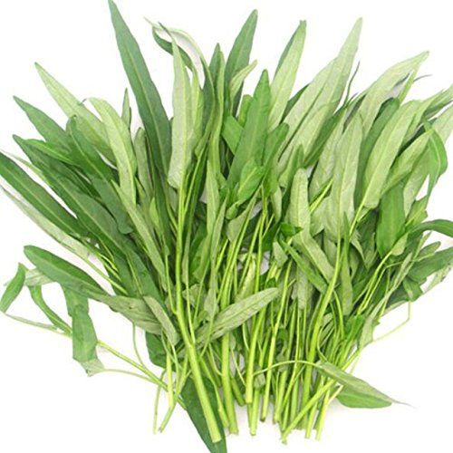 Upland Kangkong Seeds - High Quality Seeds for Gardening & Planting ...