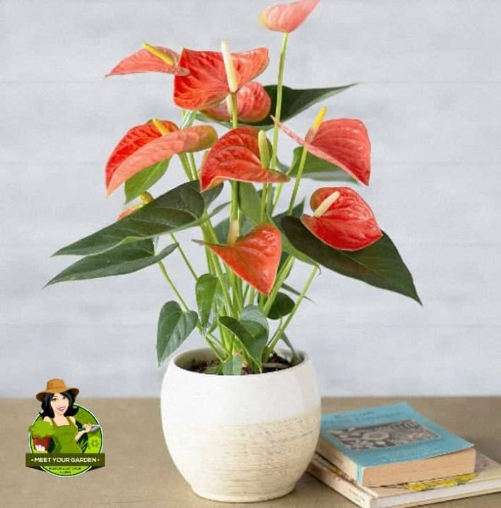 Anthurium Glossy Peach with FREE white plastic pot, pebbles and garden ...
