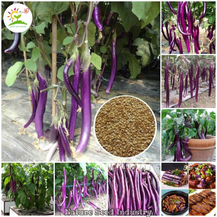 [High Germination] Hybrid Long Eggplant Seeds for Planting (200 seeds ...