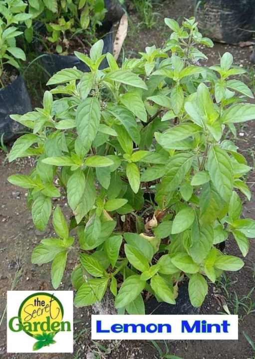 Lemon Mint Live Plant (STRICTLY LUZON ONLY) with FREE garden soil (2 ...