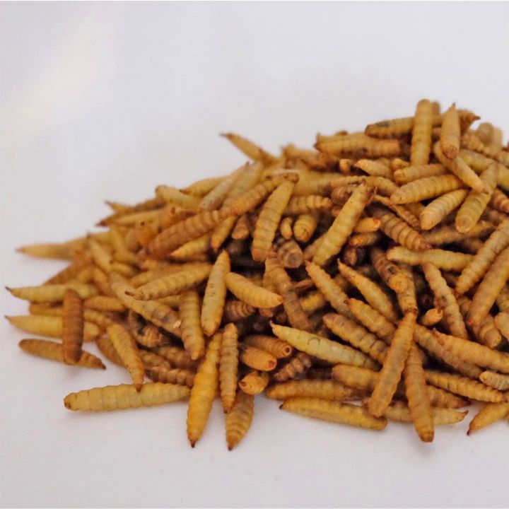 Maggot kering kemasan Poch 100 gram | Lazada Indonesia