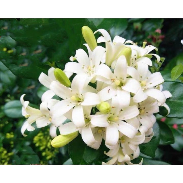 Biji Benih Bunga Telosma Cordata Flower seeds Telosma Cordata 花种子 夜来香 ...