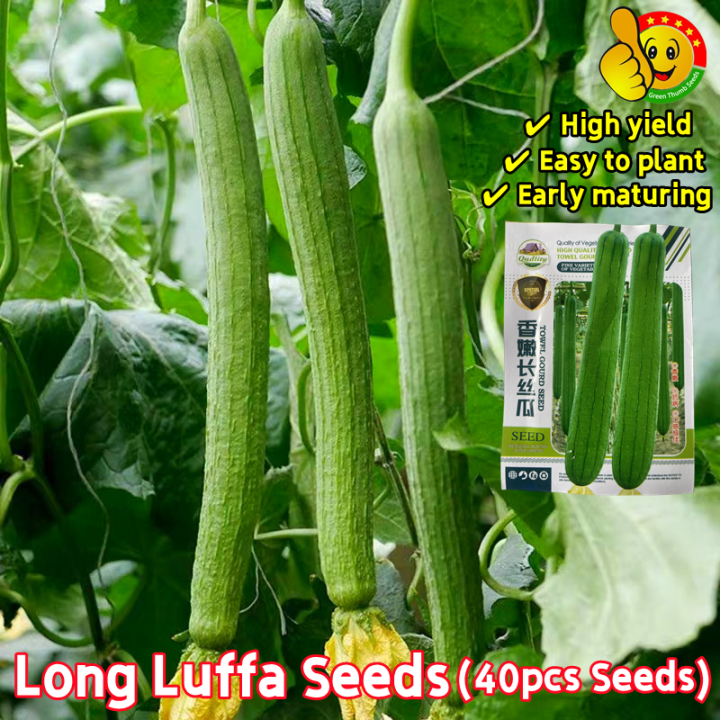 100% Original High Yield Long Luffa Seeds for Sale (Fresh 40pcs Seeds ...