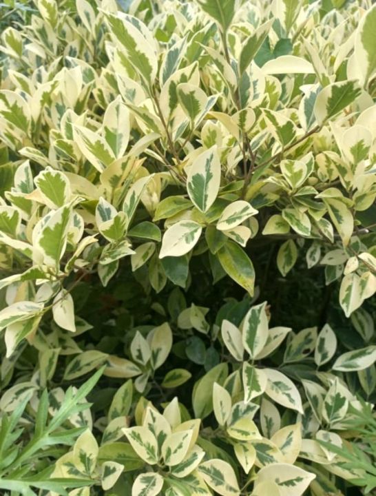 FICUS BENJAMINA(WEEPING PIG TREE) INDOOR PLANT-LIVE PLANT-READY TO ...