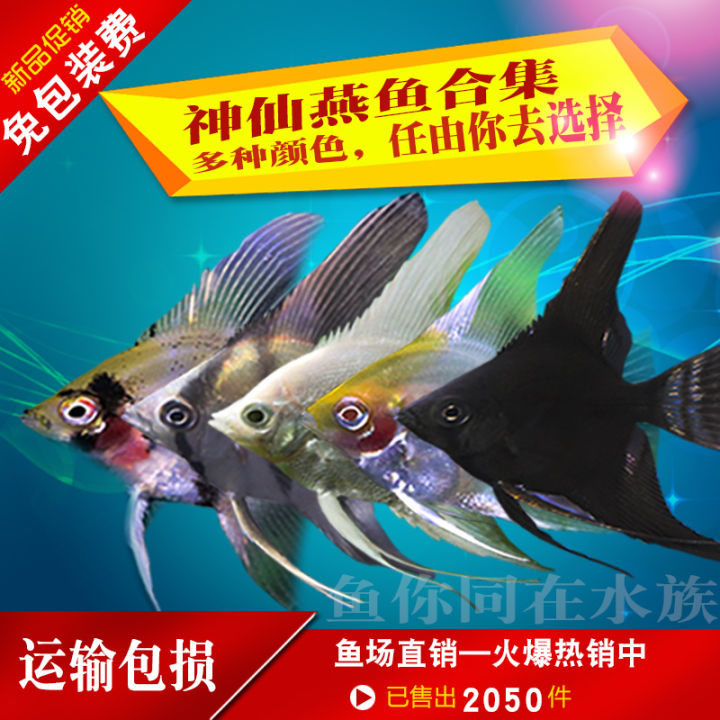 Angel fish colorful angel fish Peruvian swallow fry tropical ornamental ...